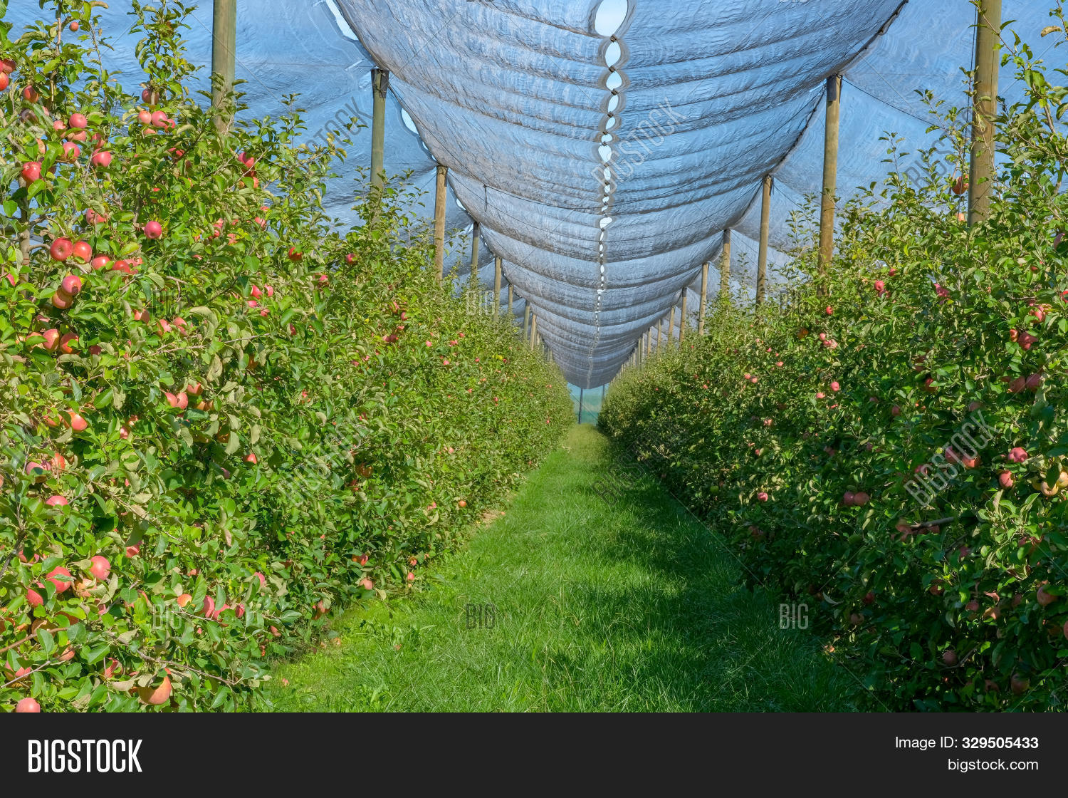 Apple Orchard Covered Image & Photo (Free Trial) | Bigstock