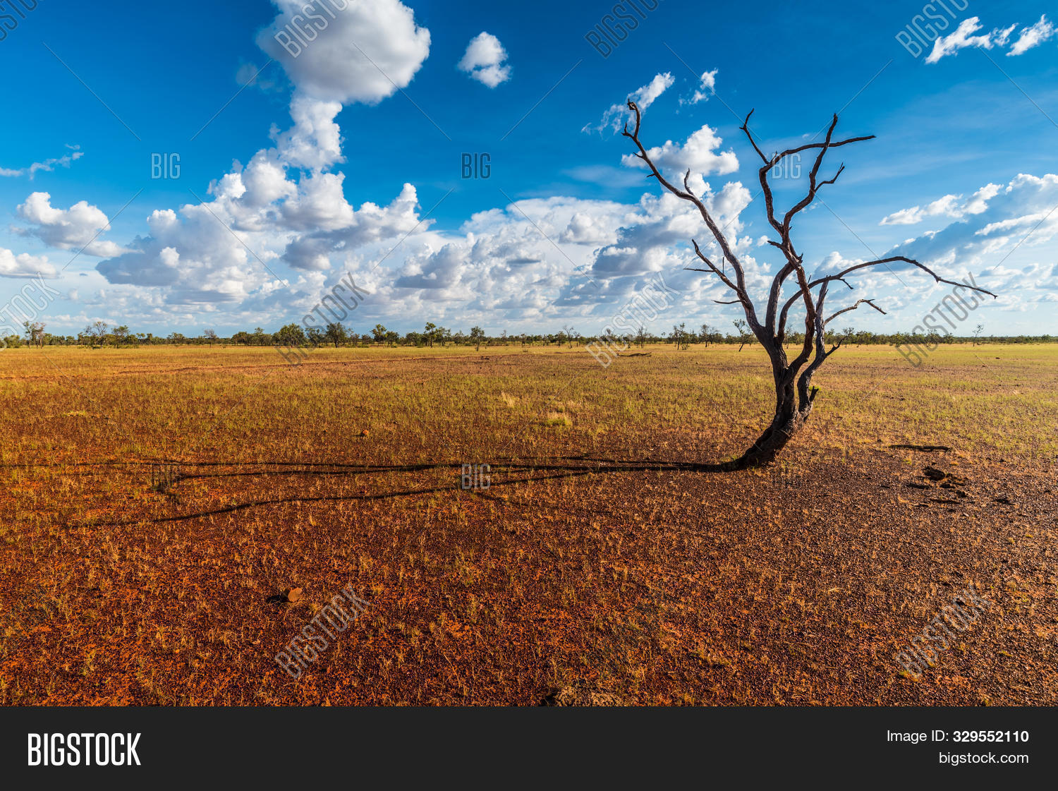 Hakea Tree Stands Image & Photo (Free Trial) | Bigstock