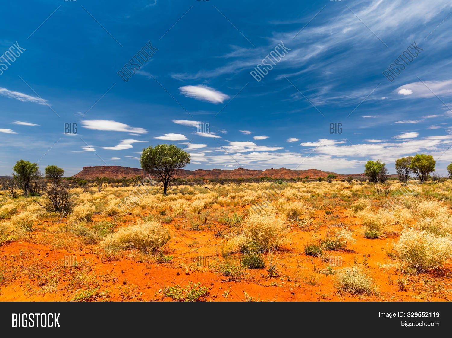 Hakea Tree Stands Image & Photo (Free Trial) | Bigstock