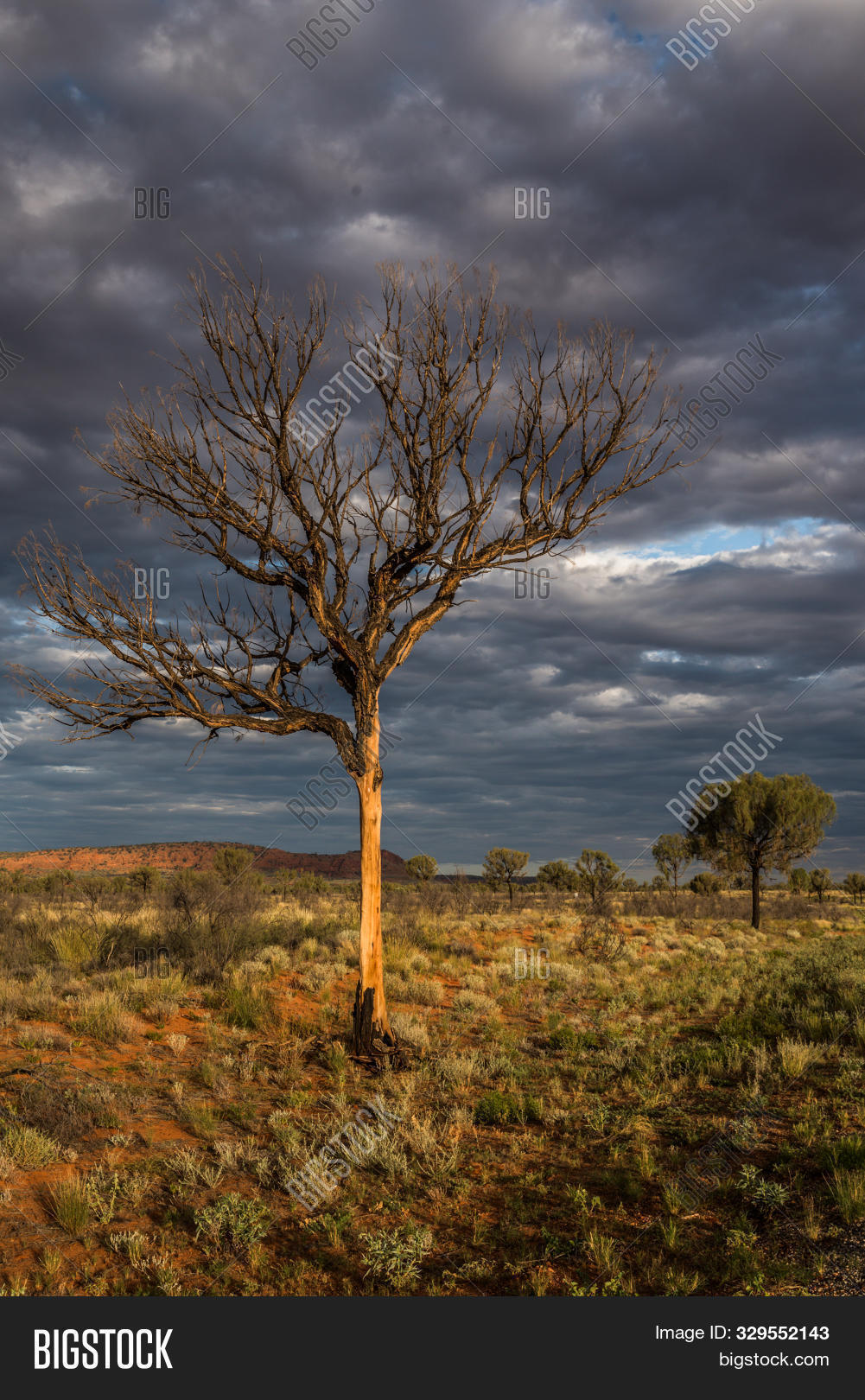 Hakea Tree Stands Image & Photo (Free Trial) | Bigstock