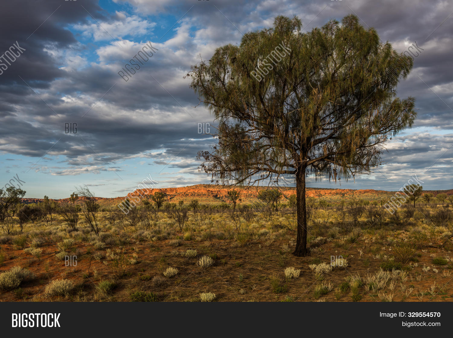 Hakea Tree Stands Image & Photo (Free Trial) | Bigstock