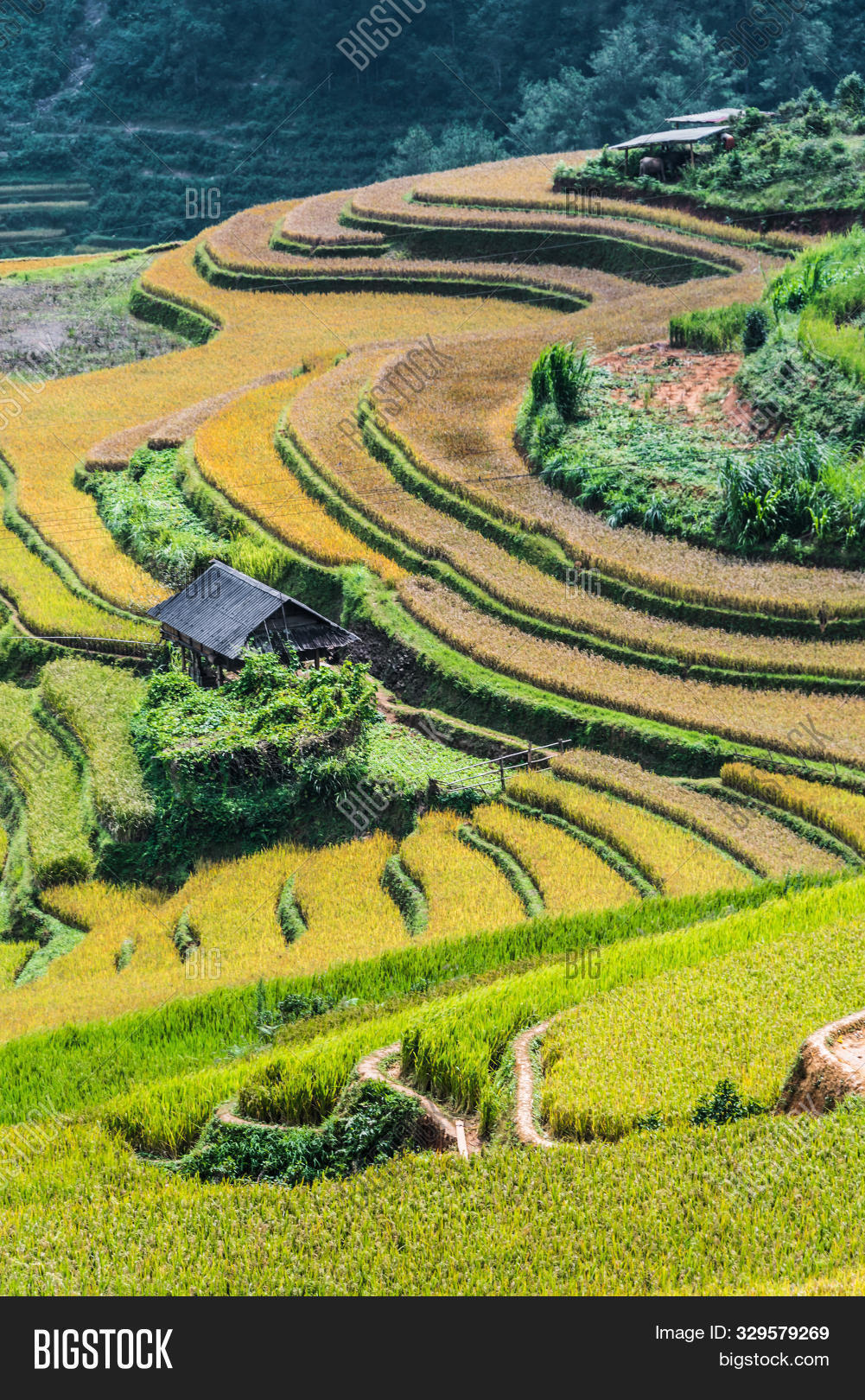 Landscape View Rice Image & Photo (Free Trial) | Bigstock