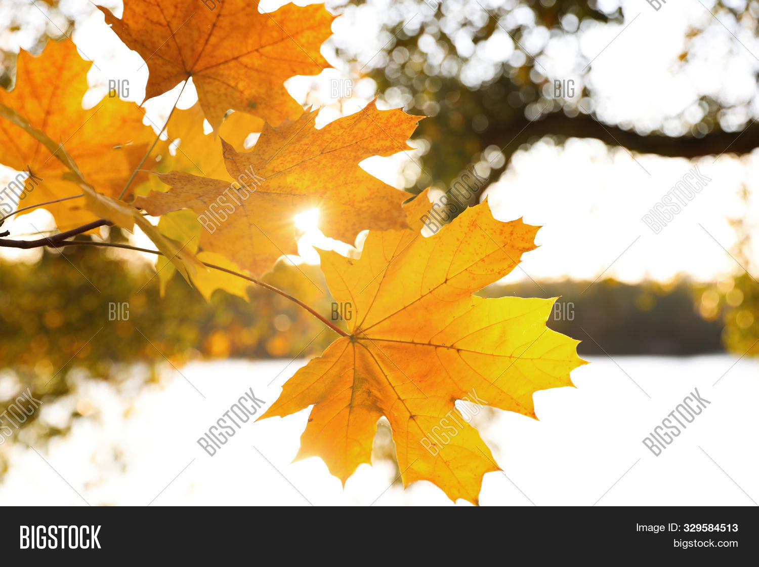 Tree Branch Sunlit Image & Photo (Free Trial) | Bigstock