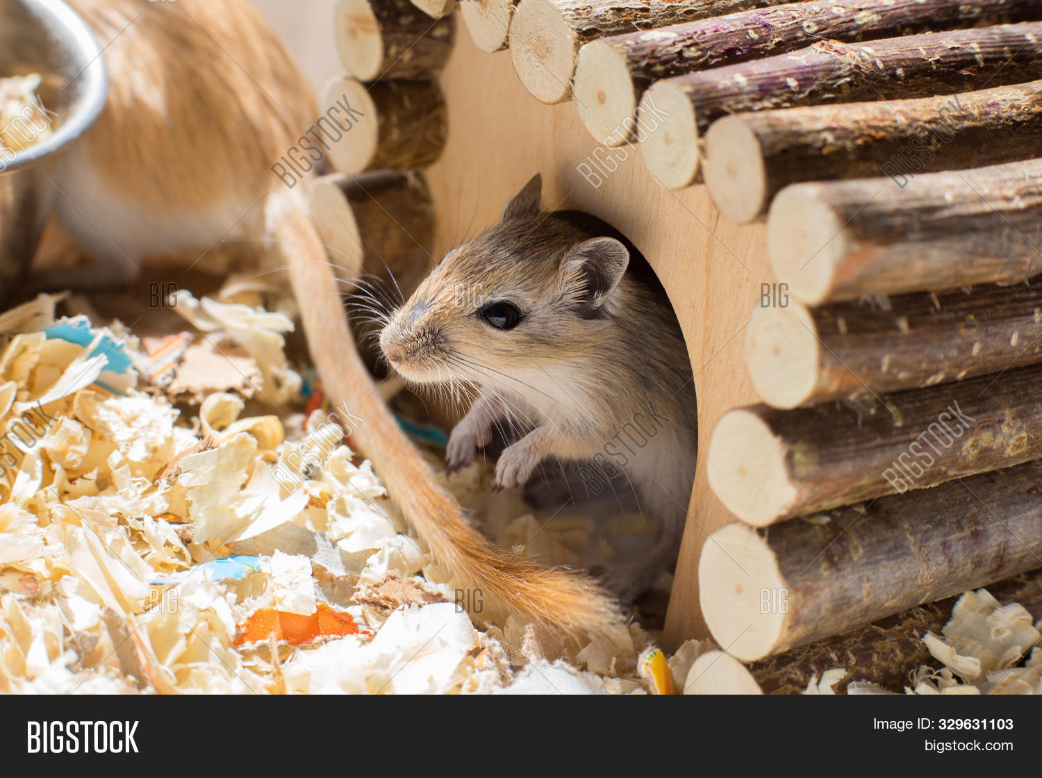 Small Domestic Gerbil Image & Photo (Free Trial) | Bigstock