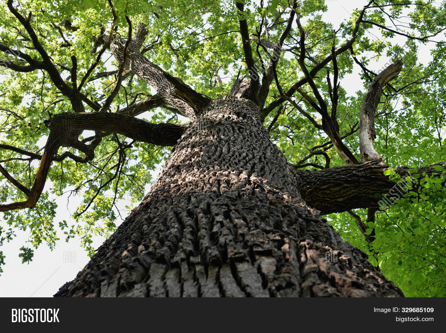 Trunk Branches Old Oak Image & Photo (Free Trial) | Bigstock