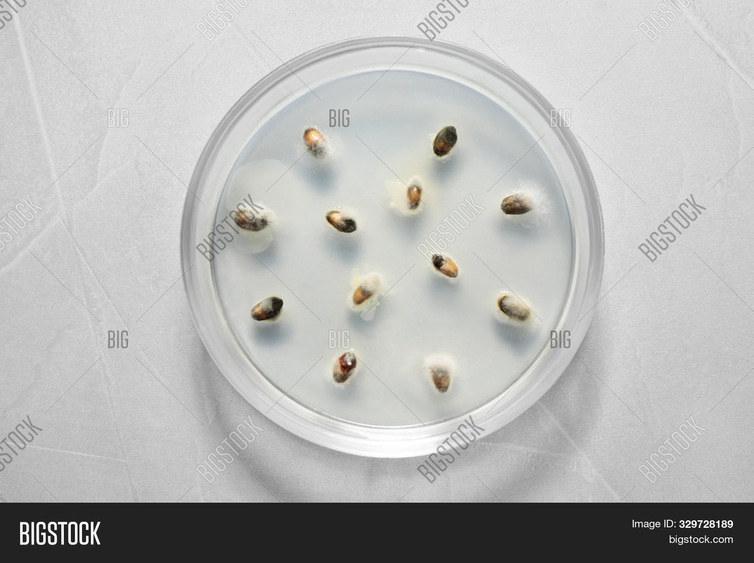 Germination Energy Image & Photo (Free Trial) | Bigstock