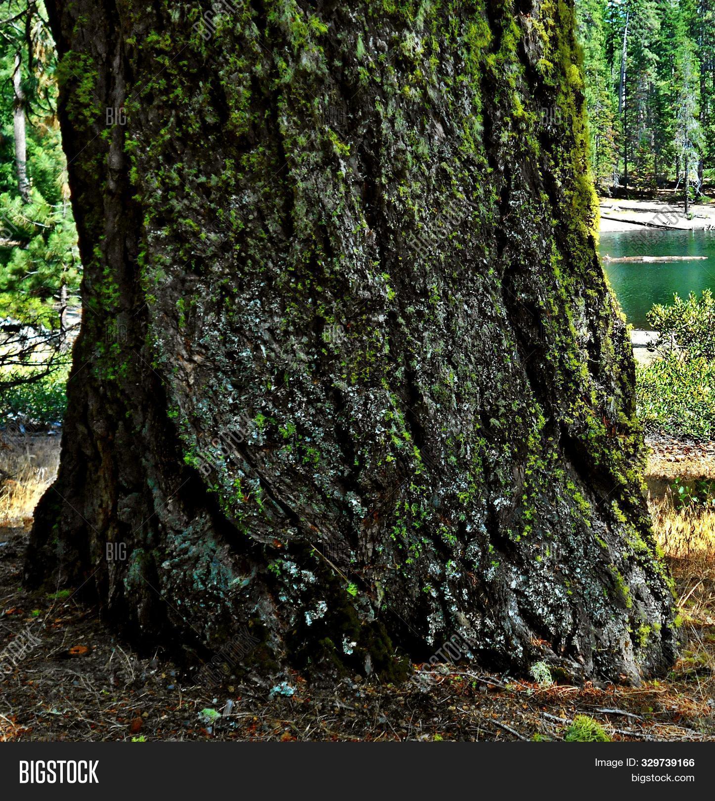 Huge Hemlock - Base Image & Photo (Free Trial) | Bigstock