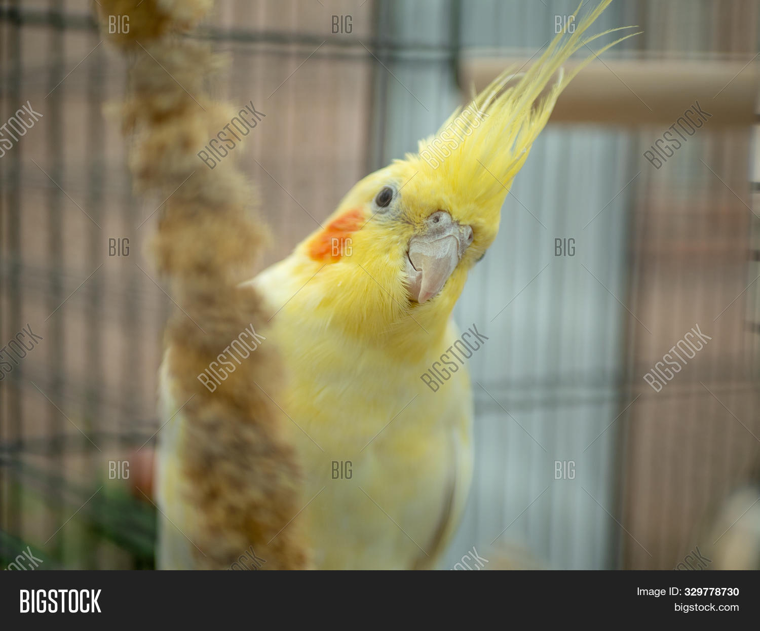 Yellow Lutino Cockatiel
