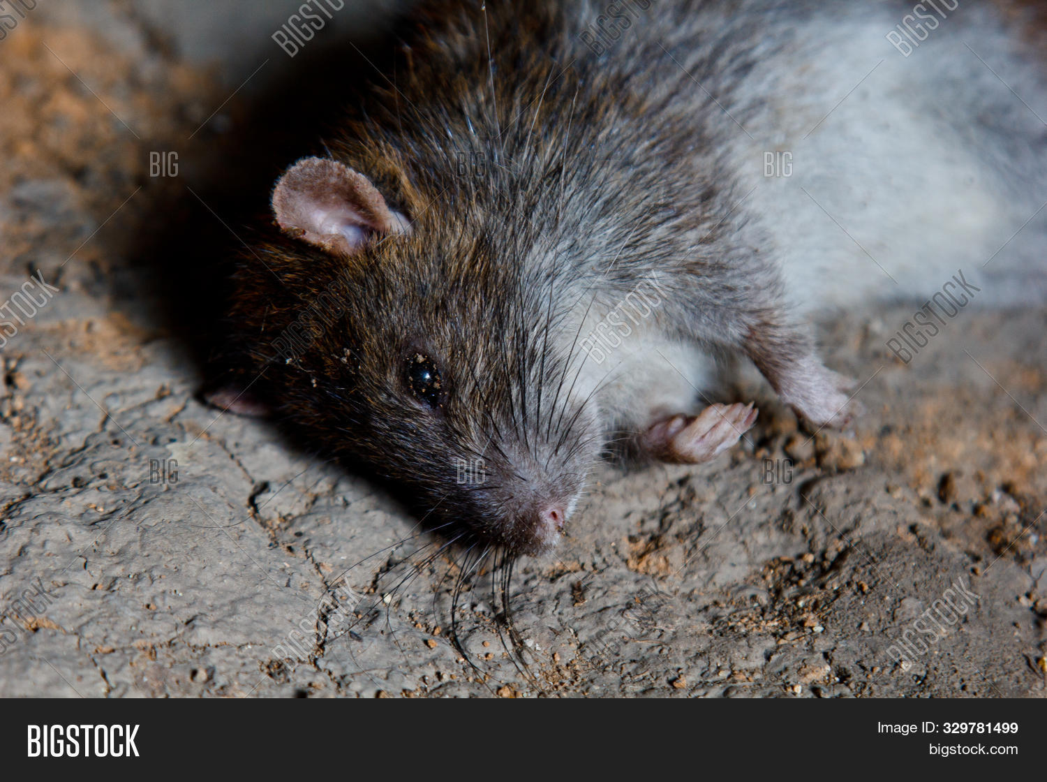 Big Dead Rat Lies On Image & Photo (Free Trial) | Bigstock