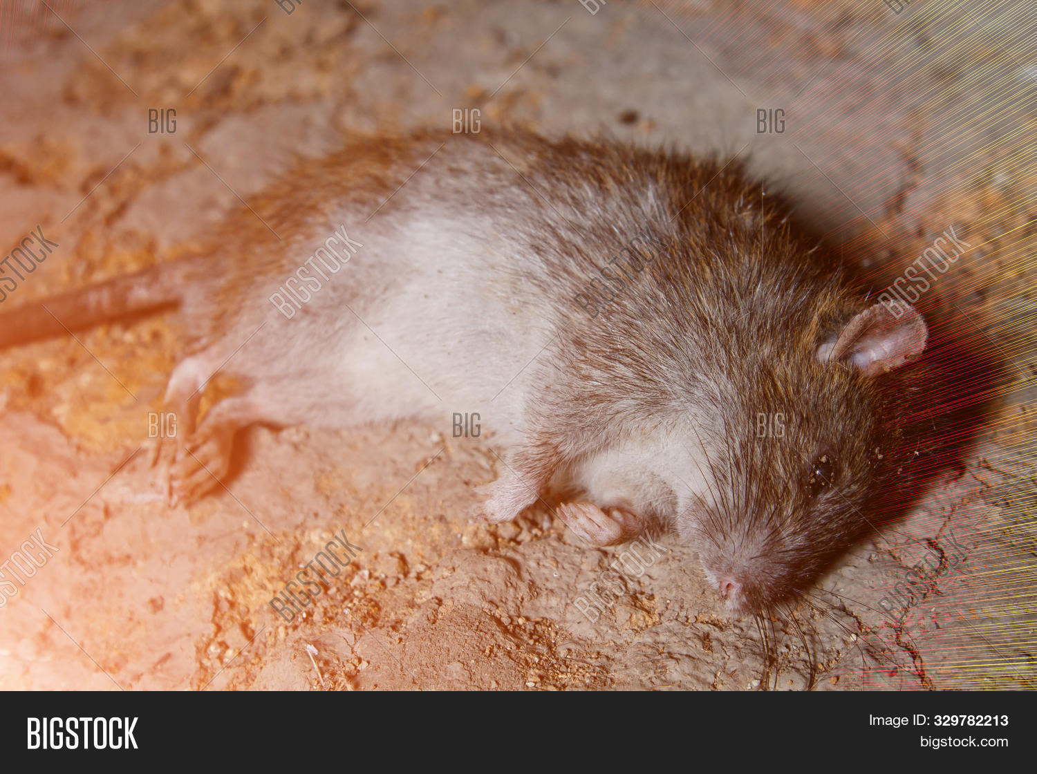 Big Dead Rat Lies On Image & Photo (Free Trial) | Bigstock