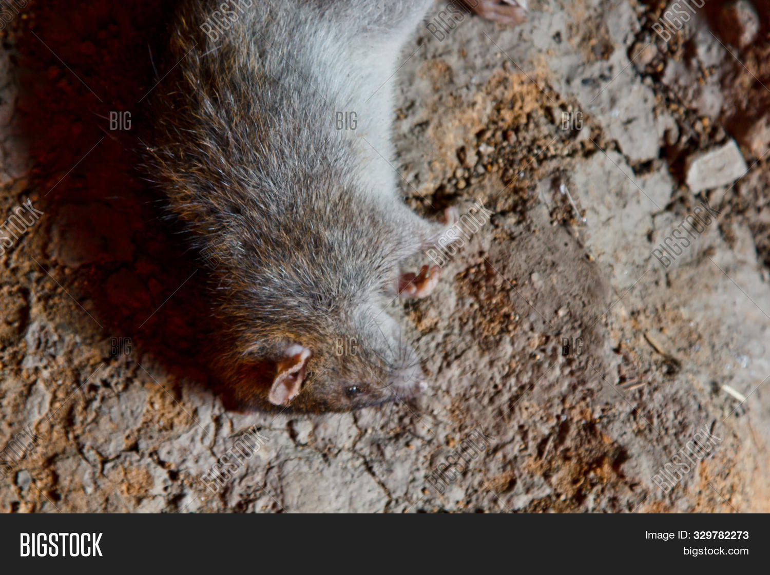 Big Dead Rat Lies On Image & Photo (Free Trial) | Bigstock