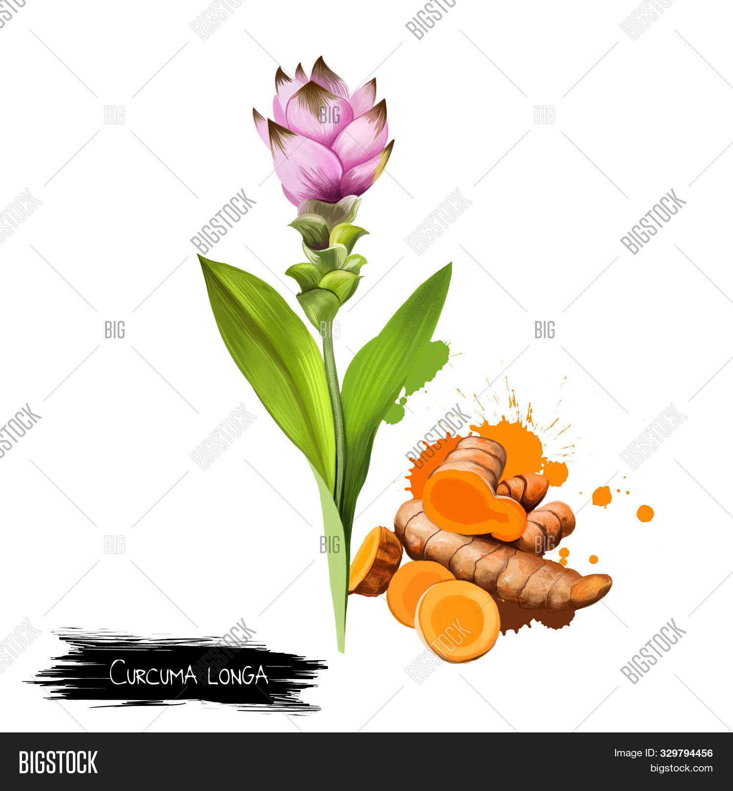 Turmeric Plant Flower