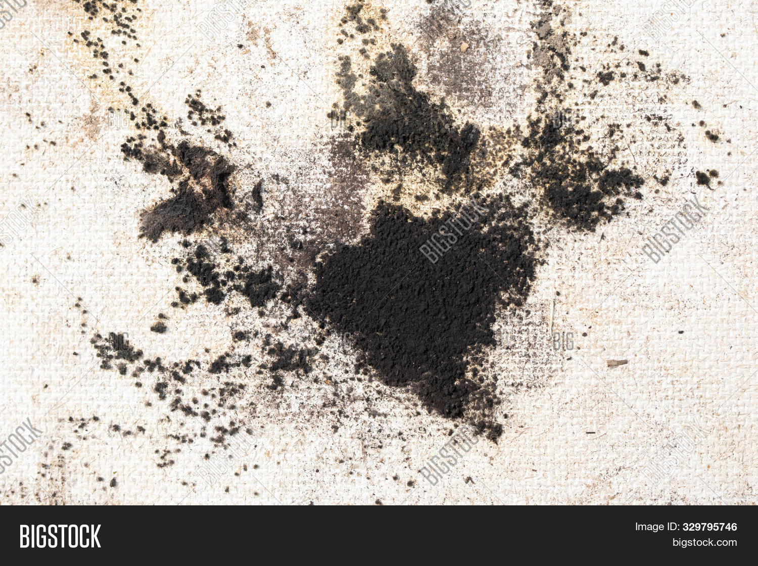 Black Mold On White Image & Photo (Free Trial) | Bigstock