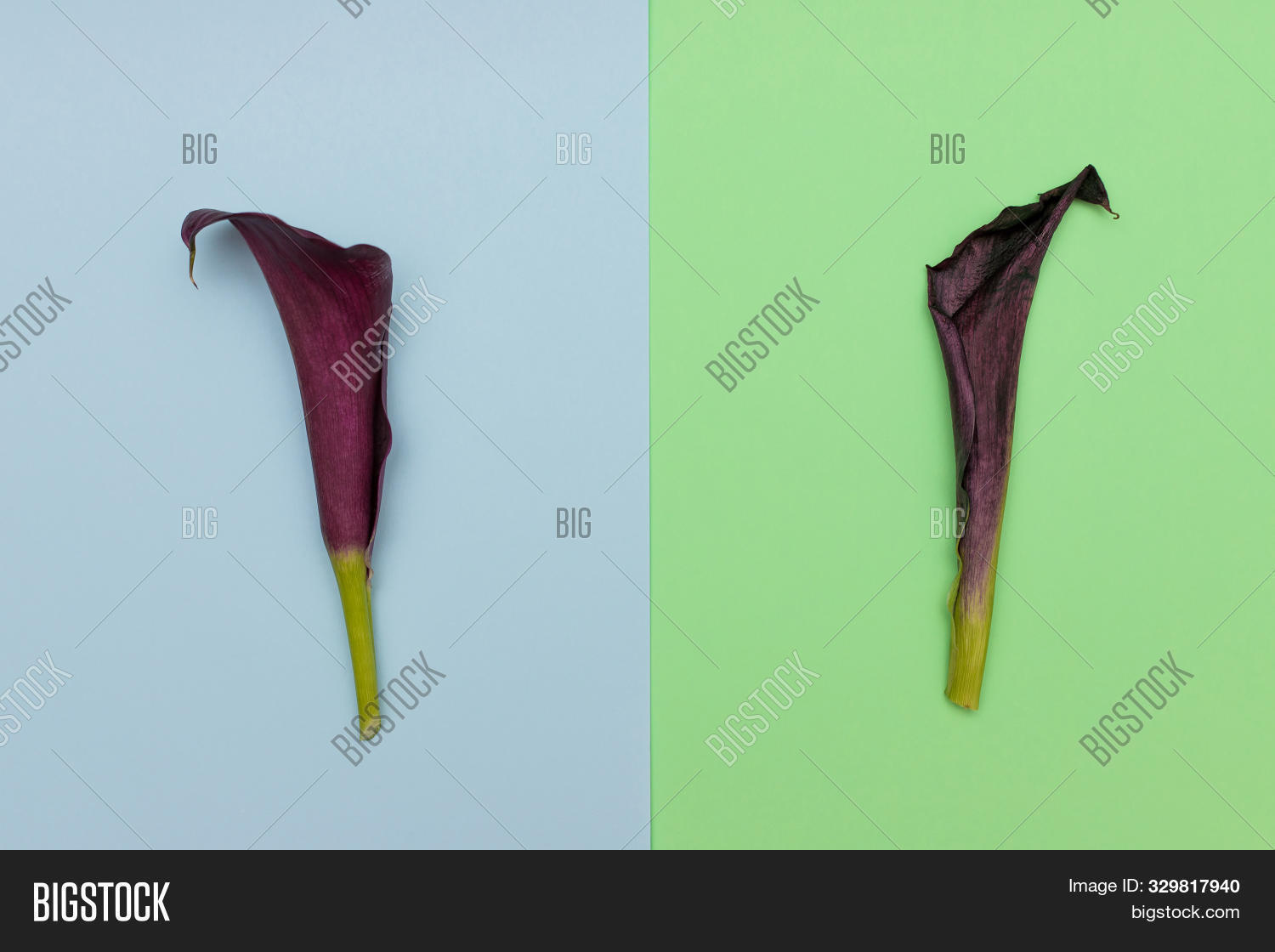 Two Calla Lilies On Image & Photo (Free Trial) | Bigstock