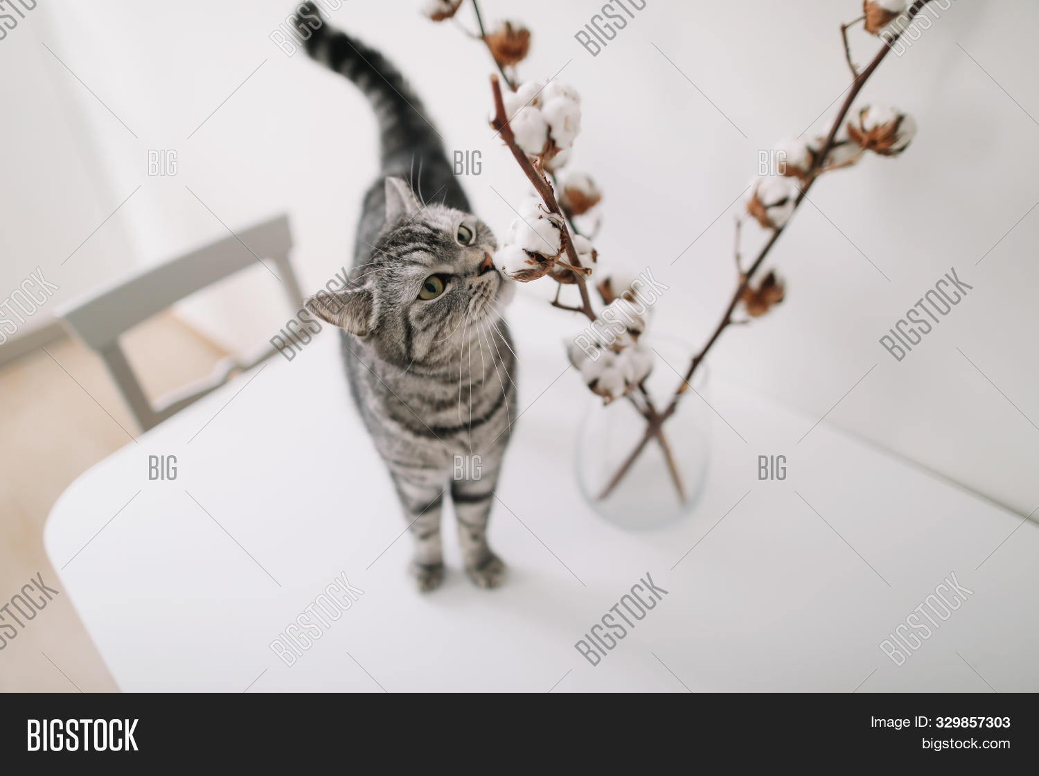 Cute Cat Vase Flowers Image & Photo (Free Trial) | Bigstock