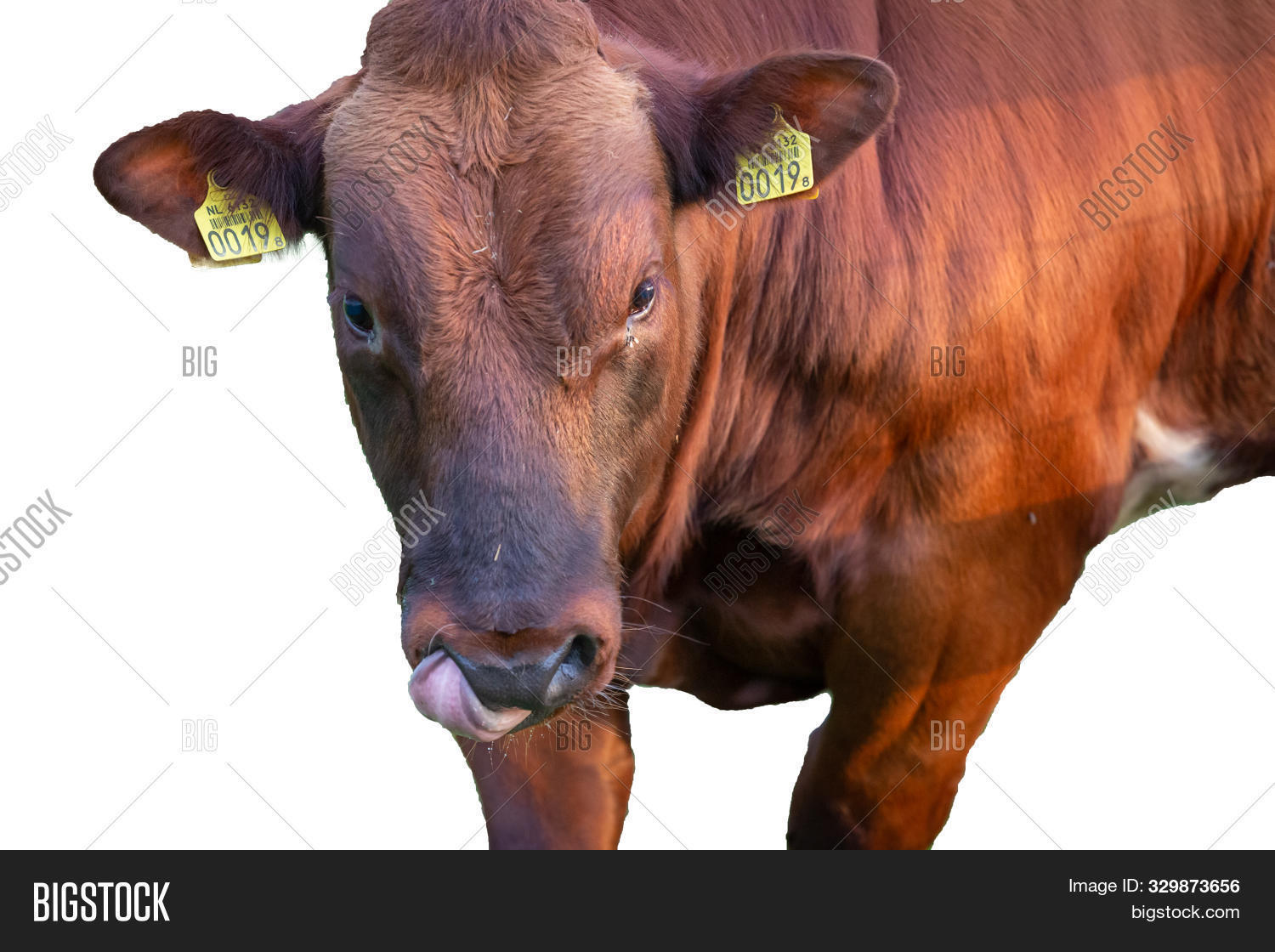 Brown Beef Master Bull Image & Photo (Free Trial) | Bigstock