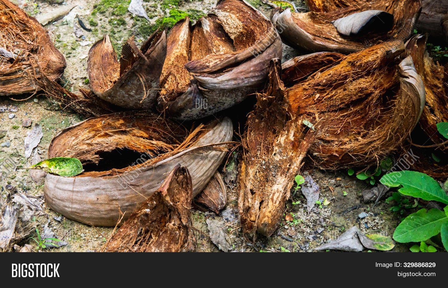 Close View Coir Image & Photo (Free Trial) | Bigstock