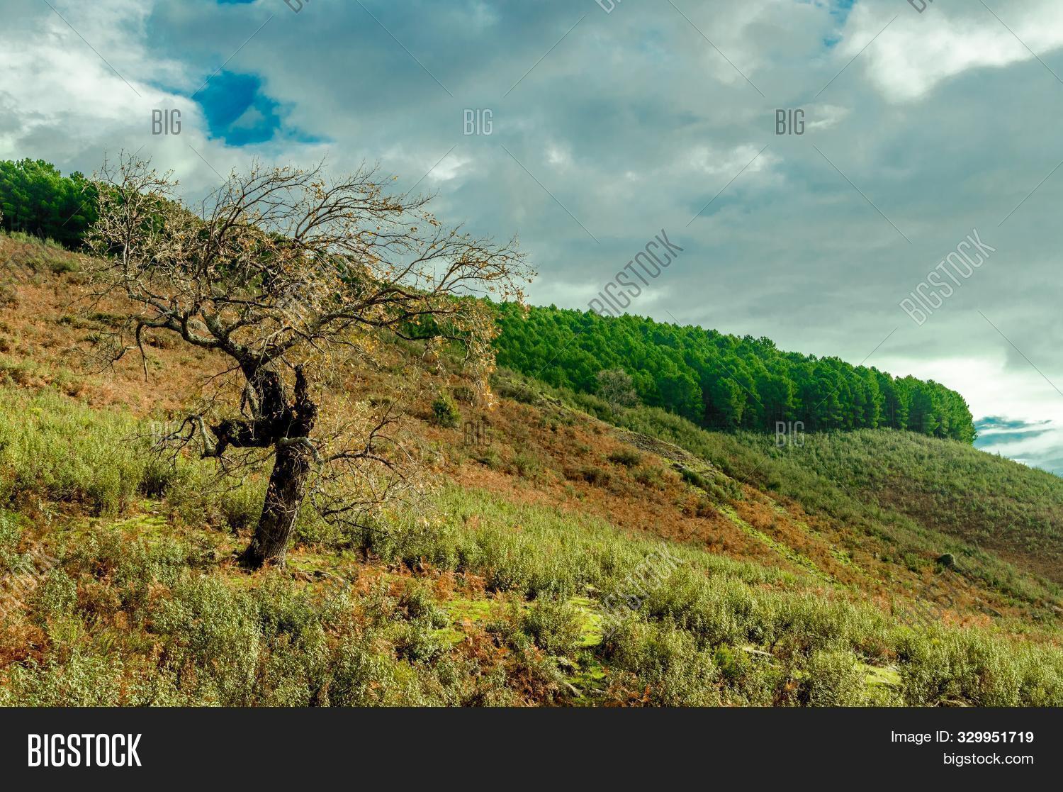Lonely Oak Tree Pine Image & Photo (Free Trial) | Bigstock