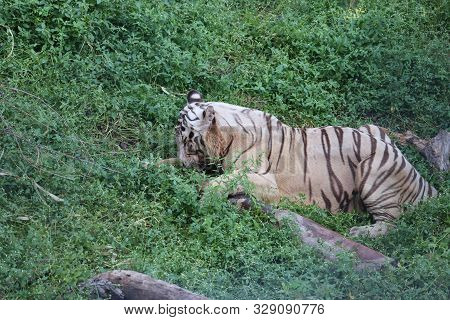 This Very Rare Shot Image & Photo (Free Trial) | Bigstock