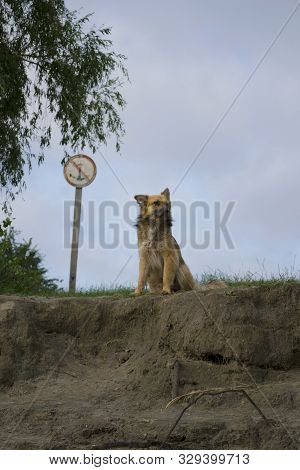 Stray Dog On Street. Image & Photo (Free Trial) | Bigstock