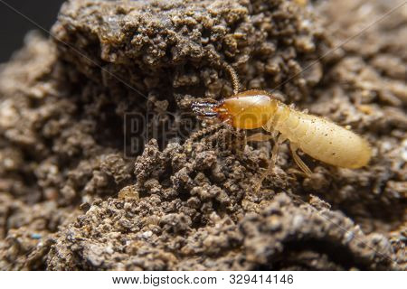 Small Termite On Image & Photo (Free Trial) | Bigstock