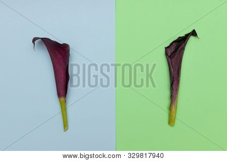 Two Calla Lilies On Image & Photo (Free Trial) | Bigstock