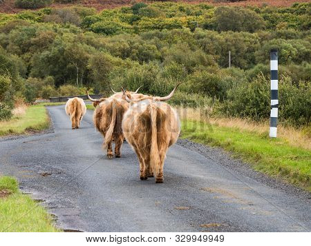 Highland Cow Images, Illustrations & Vectors (Free) - Bigstock