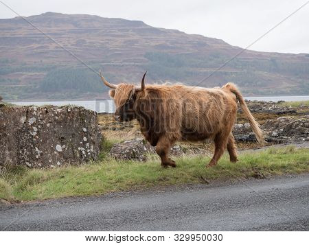 Highland Cow Images, Illustrations & Vectors (Free) - Bigstock