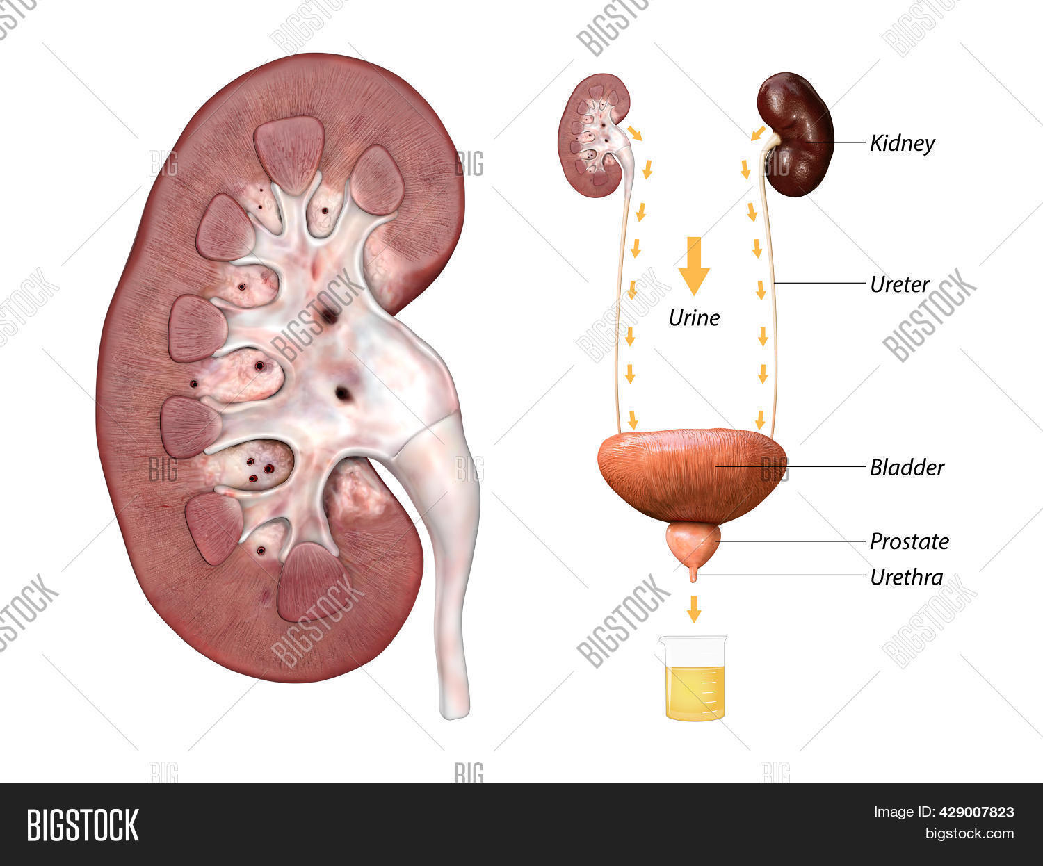 Scientific Medical Image & Photo (Free Trial) | Bigstock