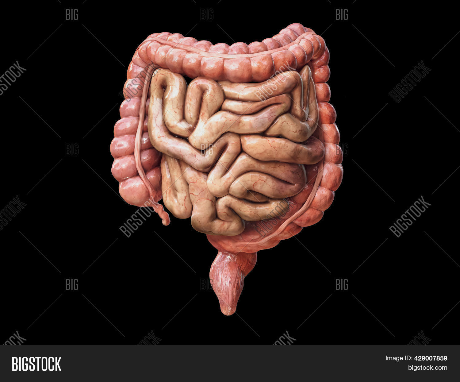 Large Small Intestine Image & Photo (Free Trial) | Bigstock