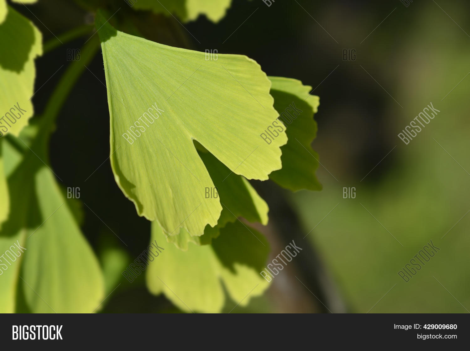 Ginkgo Fastigiata Image & Photo (Free Trial) | Bigstock