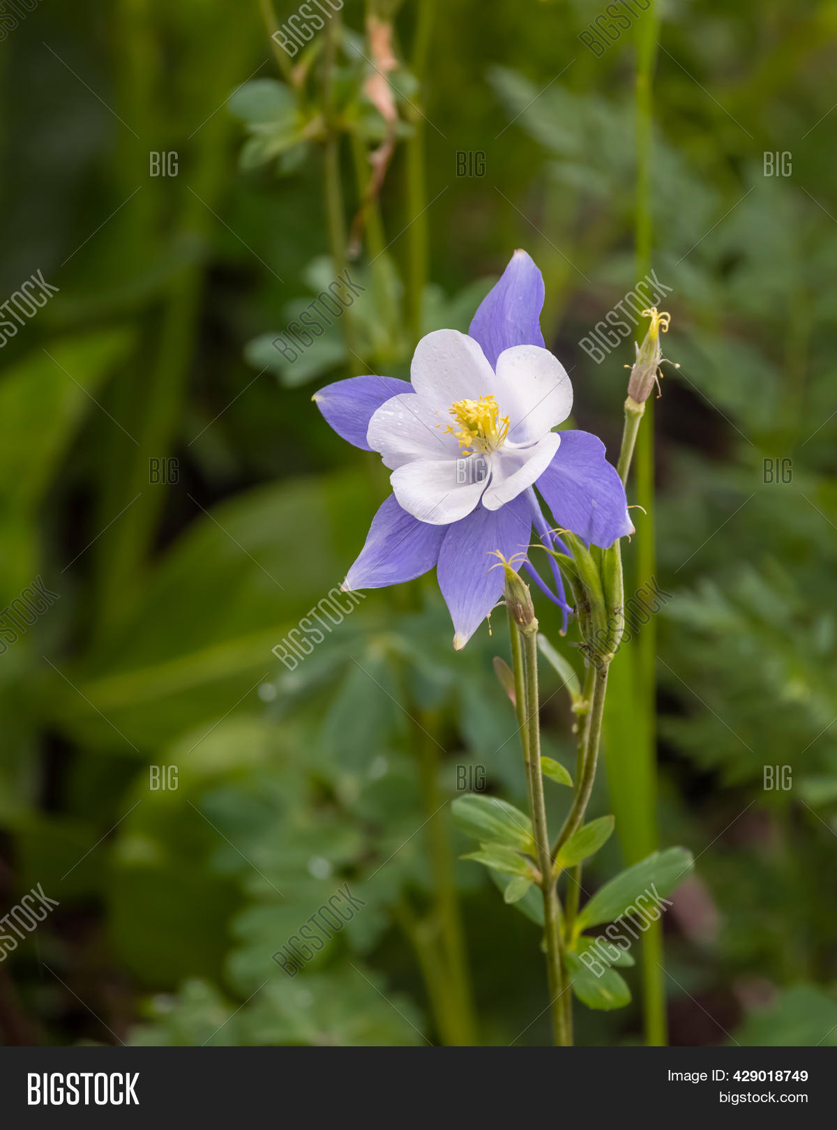 Colorado State Flower Image & Photo (Free Trial) | Bigstock