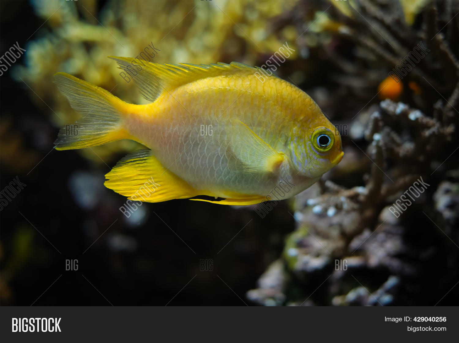 Golden Damselfish Image & Photo (Free Trial) | Bigstock
