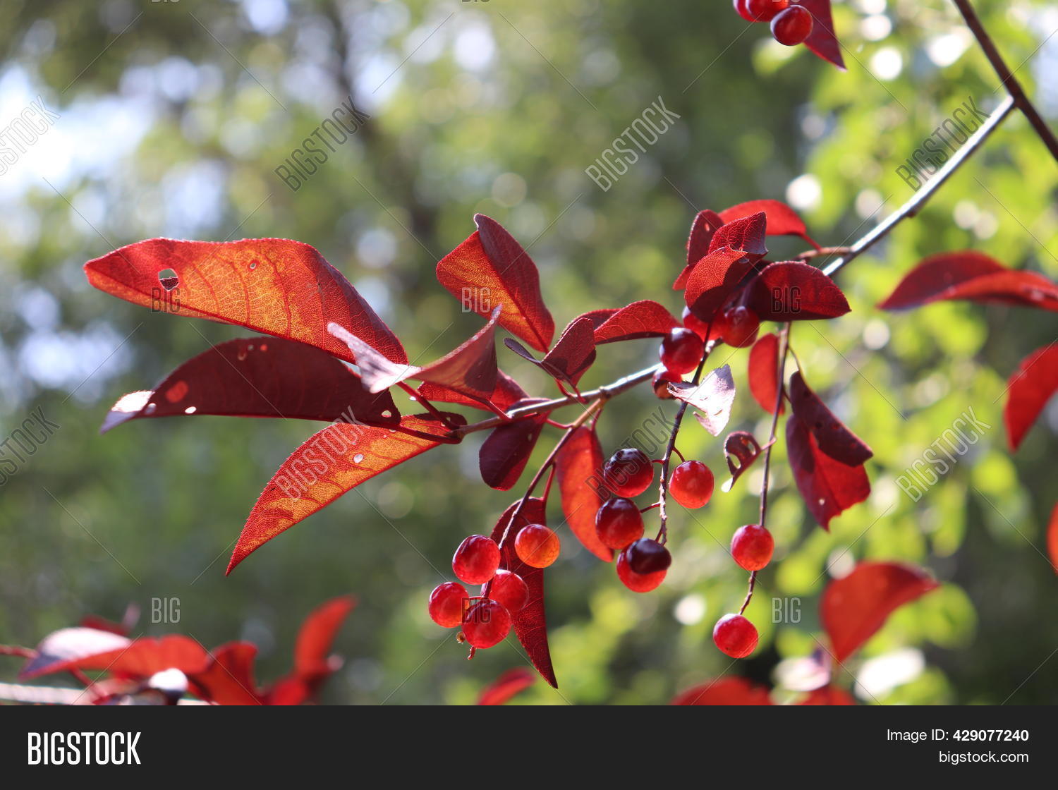 Canada Red Chokecherry Image & Photo (Free Trial) | Bigstock