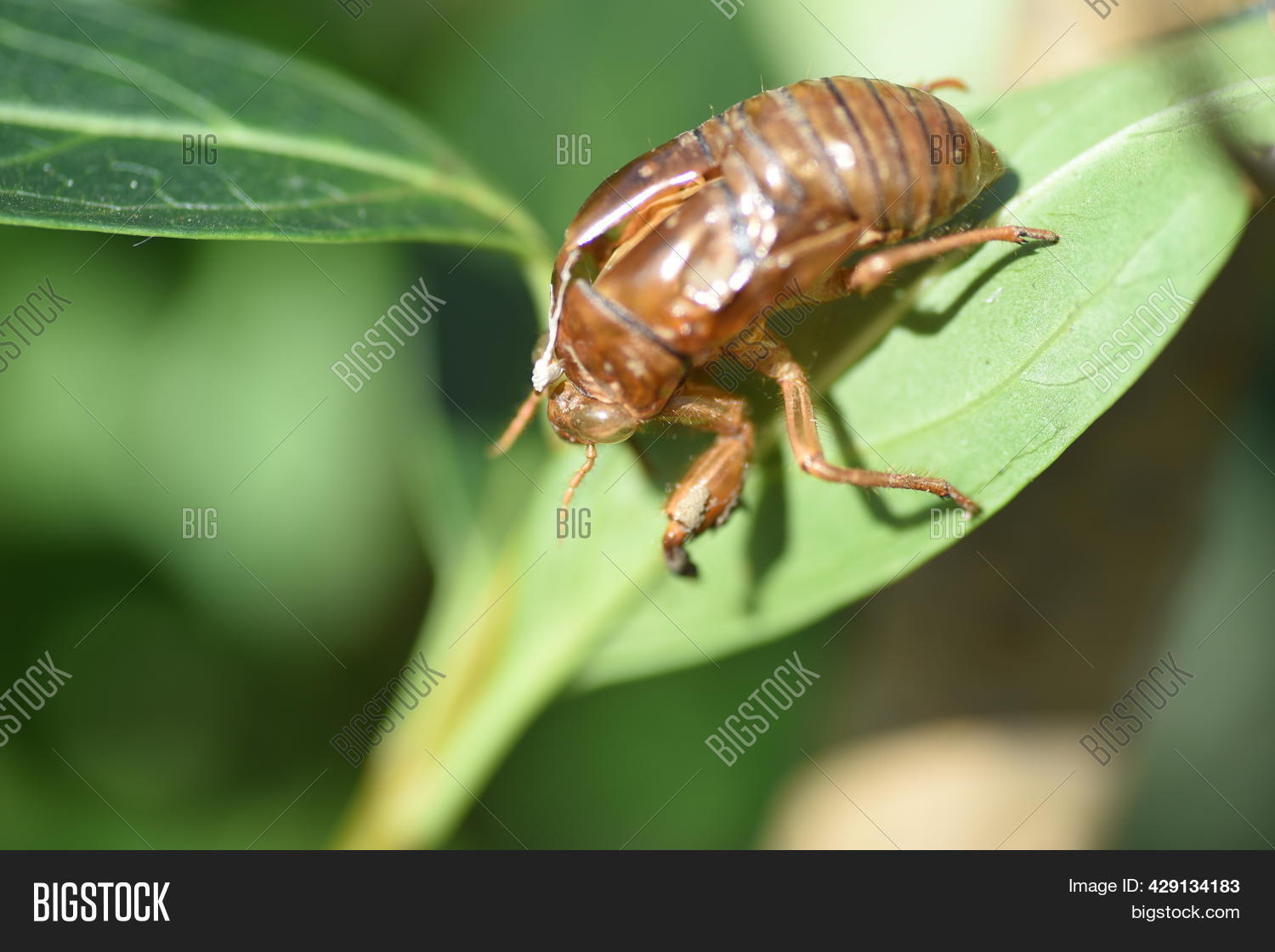 Cicada Shell. Cicadas Image & Photo (Free Trial) | Bigstock
