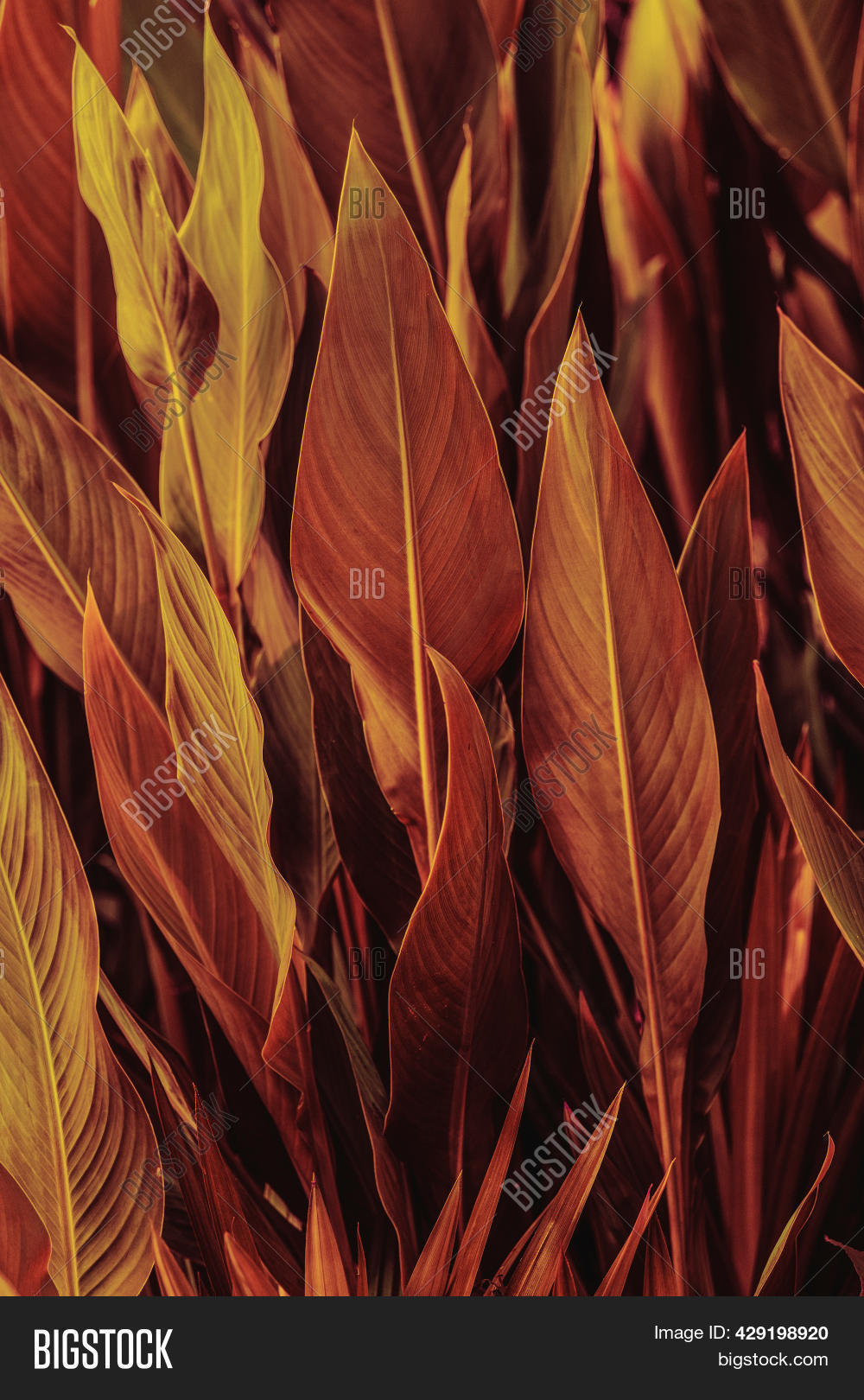 Close Cigar Flower Image & Photo (Free Trial) | Bigstock