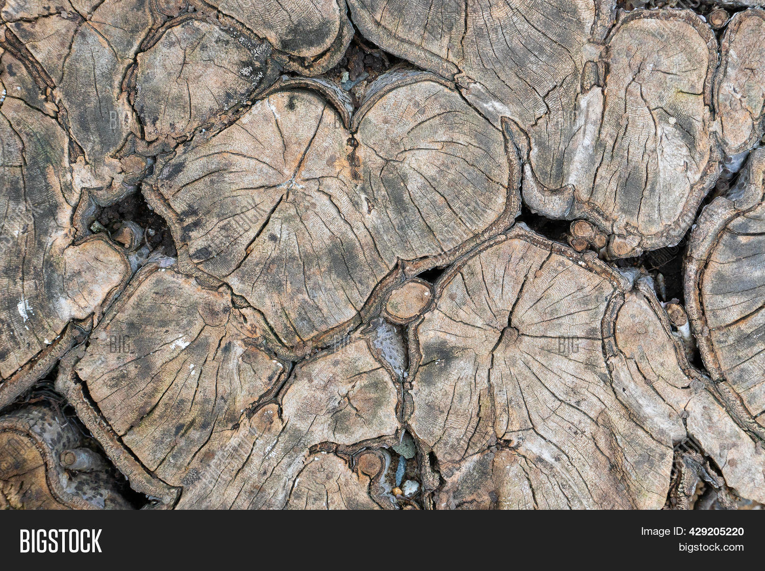 Saw Cut Abstract Tree Image & Photo (Free Trial) | Bigstock