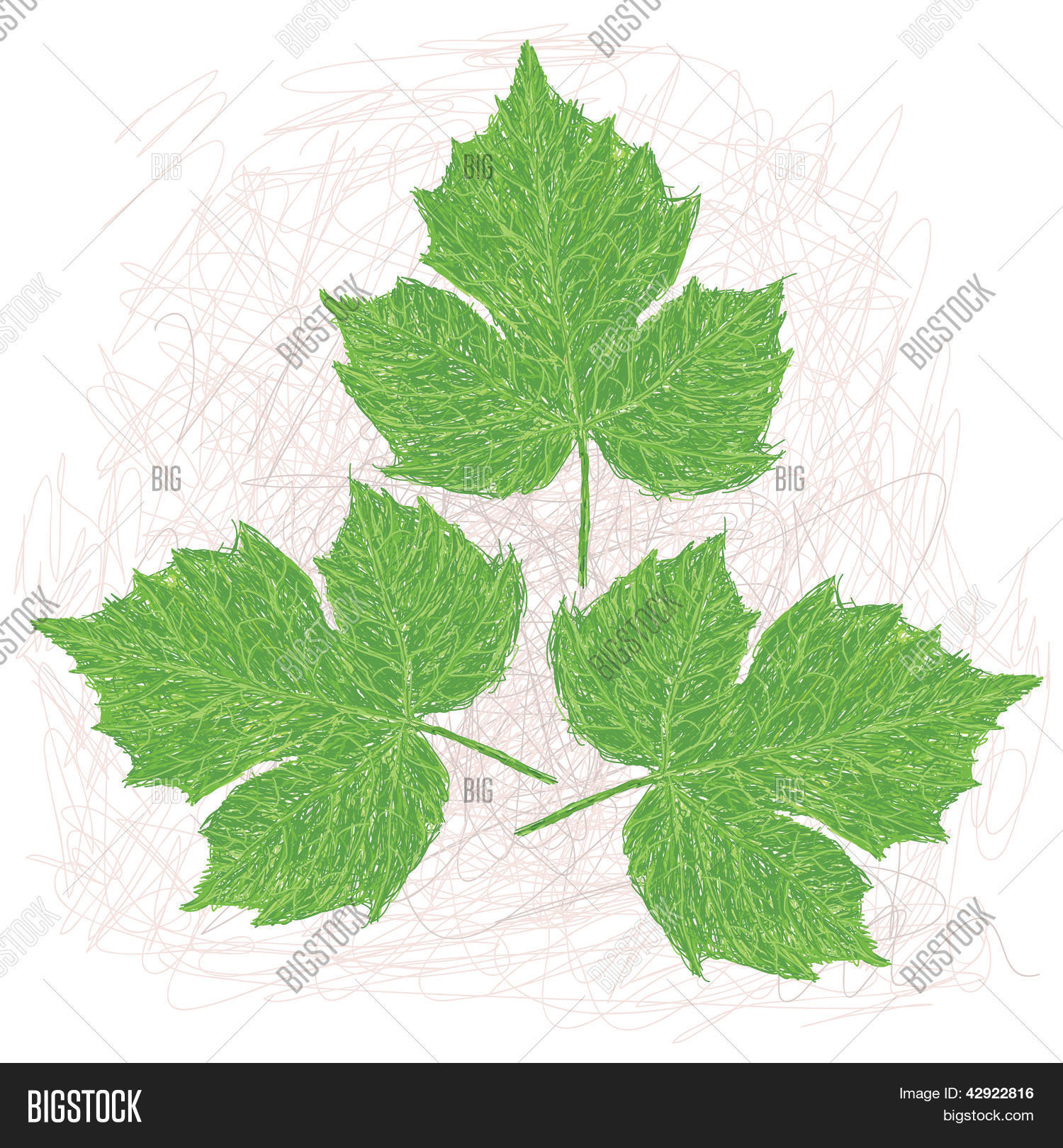 Chaya Leaves Vector & Photo (Free Trial) | Bigstock