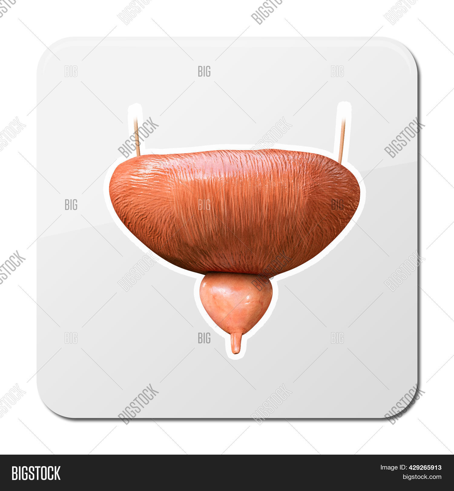 Human Bladder Icon. Image & Photo (Free Trial) | Bigstock