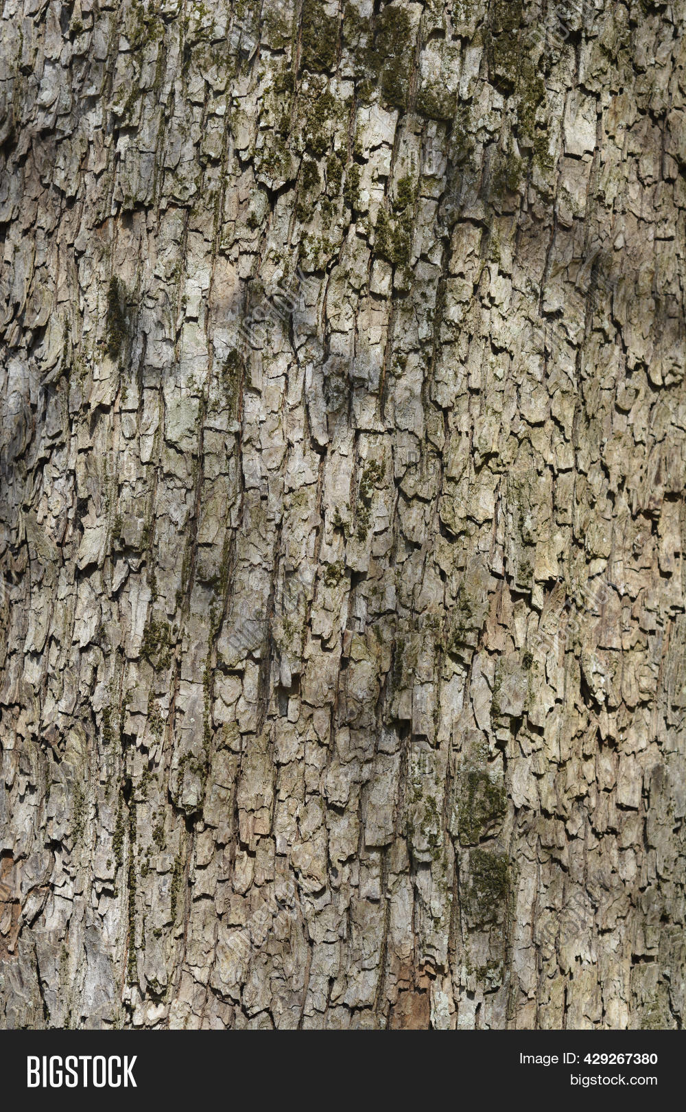Field Maple Bark Image & Photo (Free Trial) | Bigstock