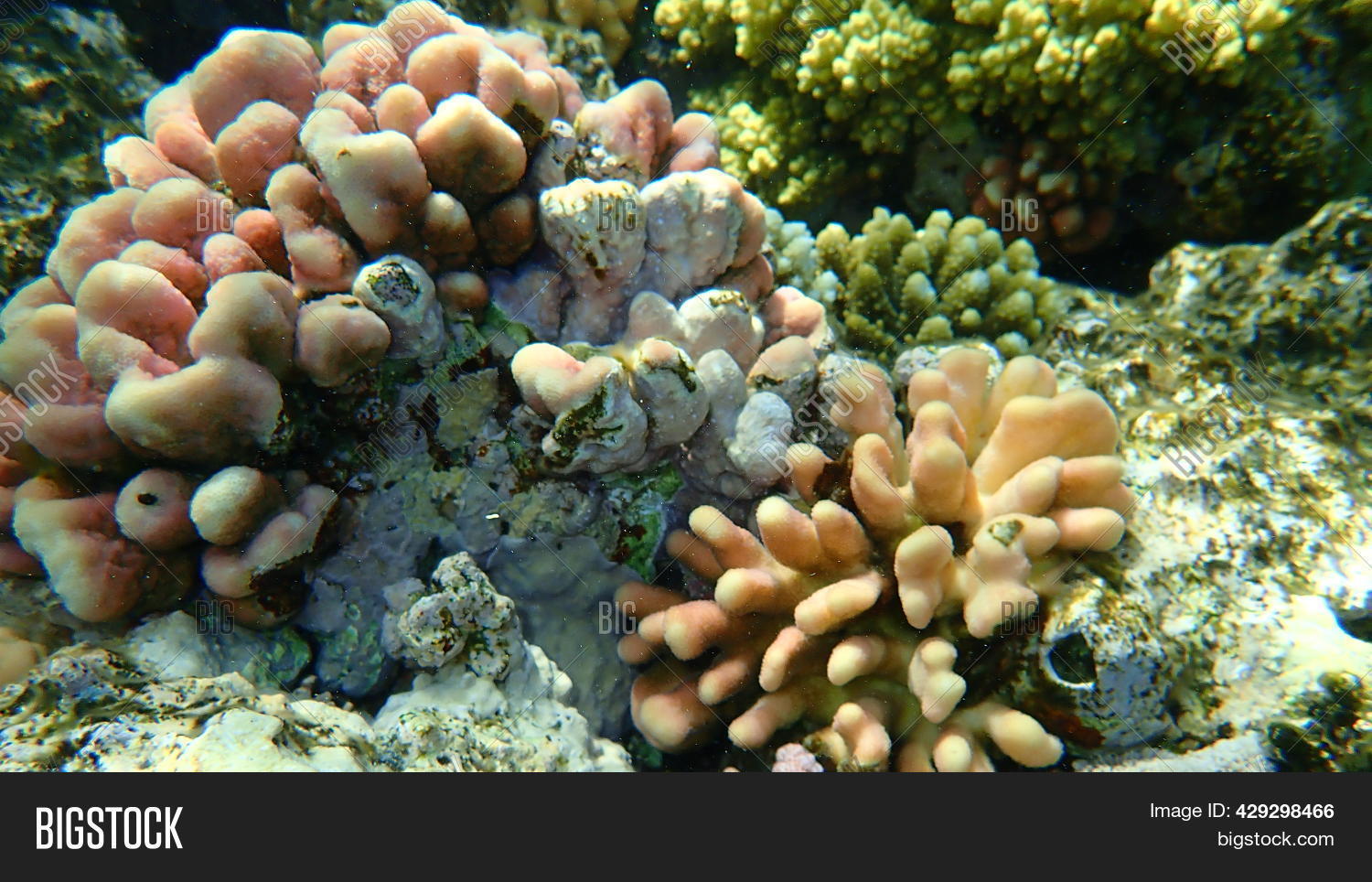 Stony Coral Hood Coral Image & Photo (Free Trial) | Bigstock