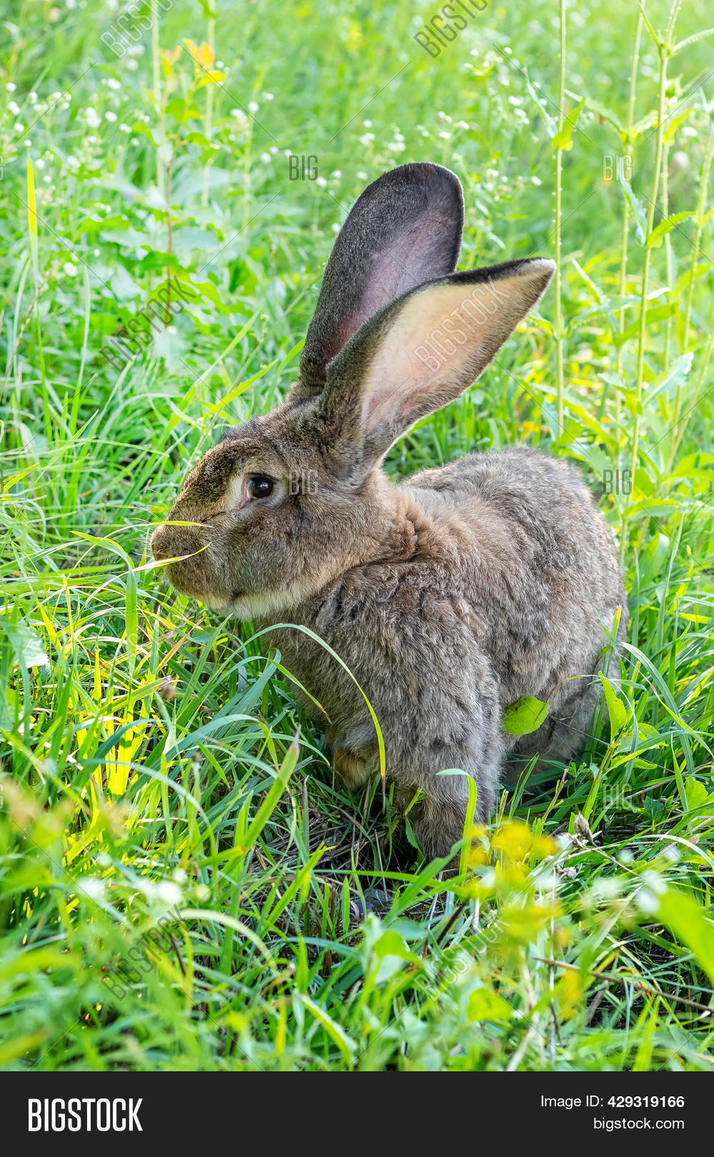 Big Gray Rabbit Breed Image & Photo (Free Trial) | Bigstock