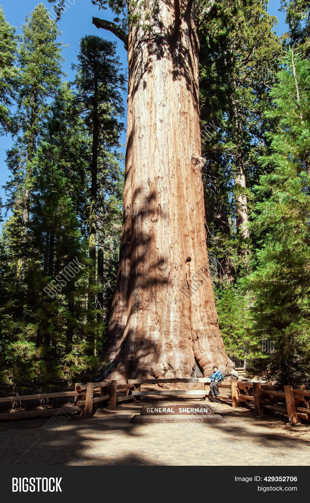 America. Sequoia Park Image & Photo (Free Trial) | Bigstock