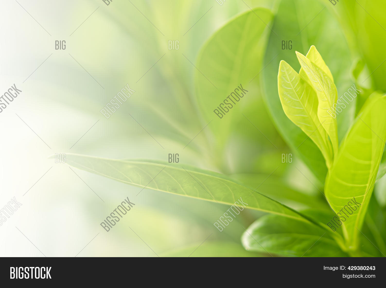 Nature Green Tree Image & Photo (Free Trial) | Bigstock