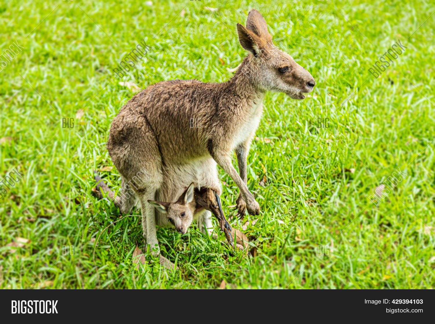 Close Kangaroo Outback Image & Photo (Free Trial) | Bigstock