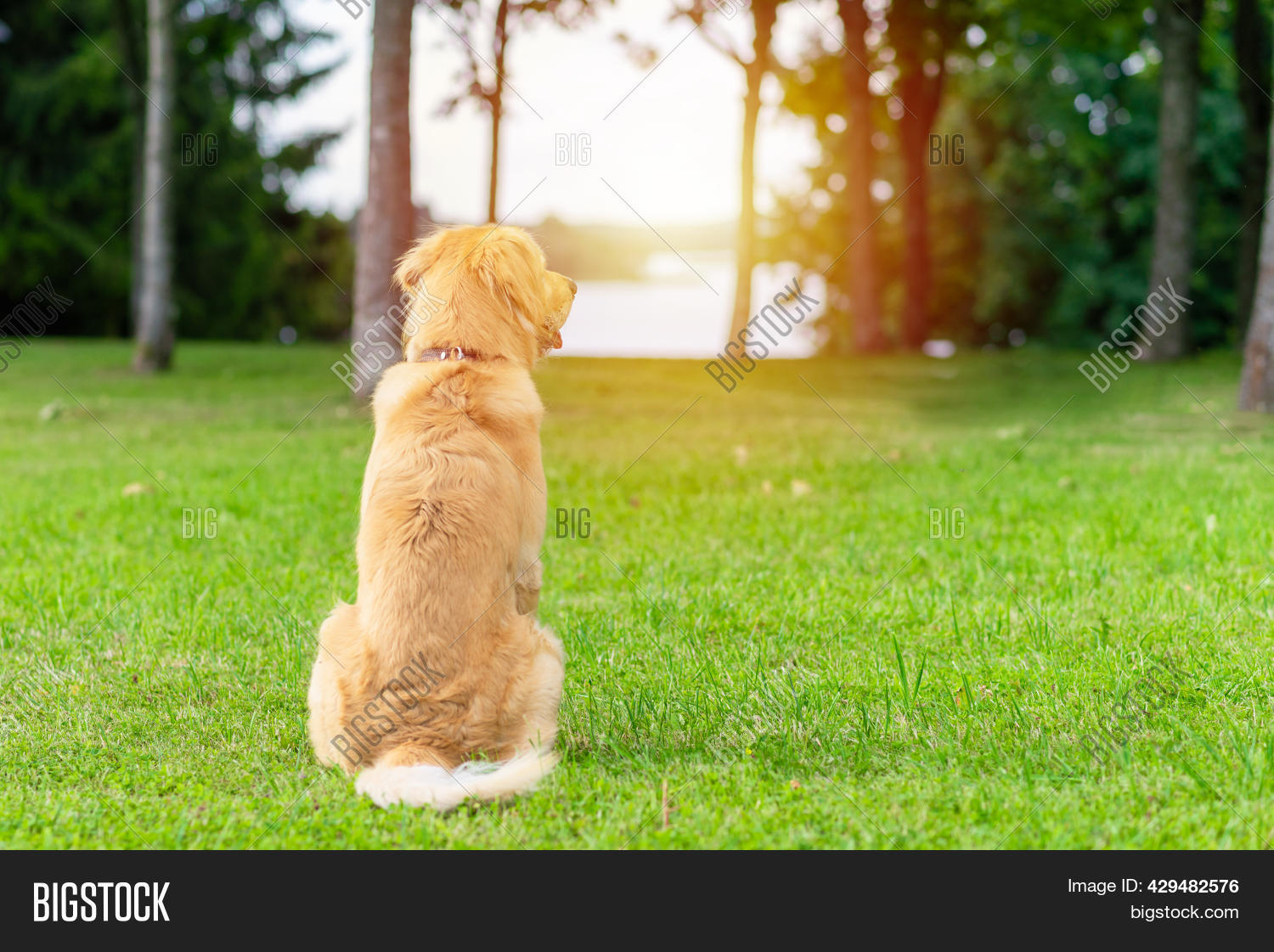 Rear View Dog Labrador Image & Photo (Free Trial) | Bigstock