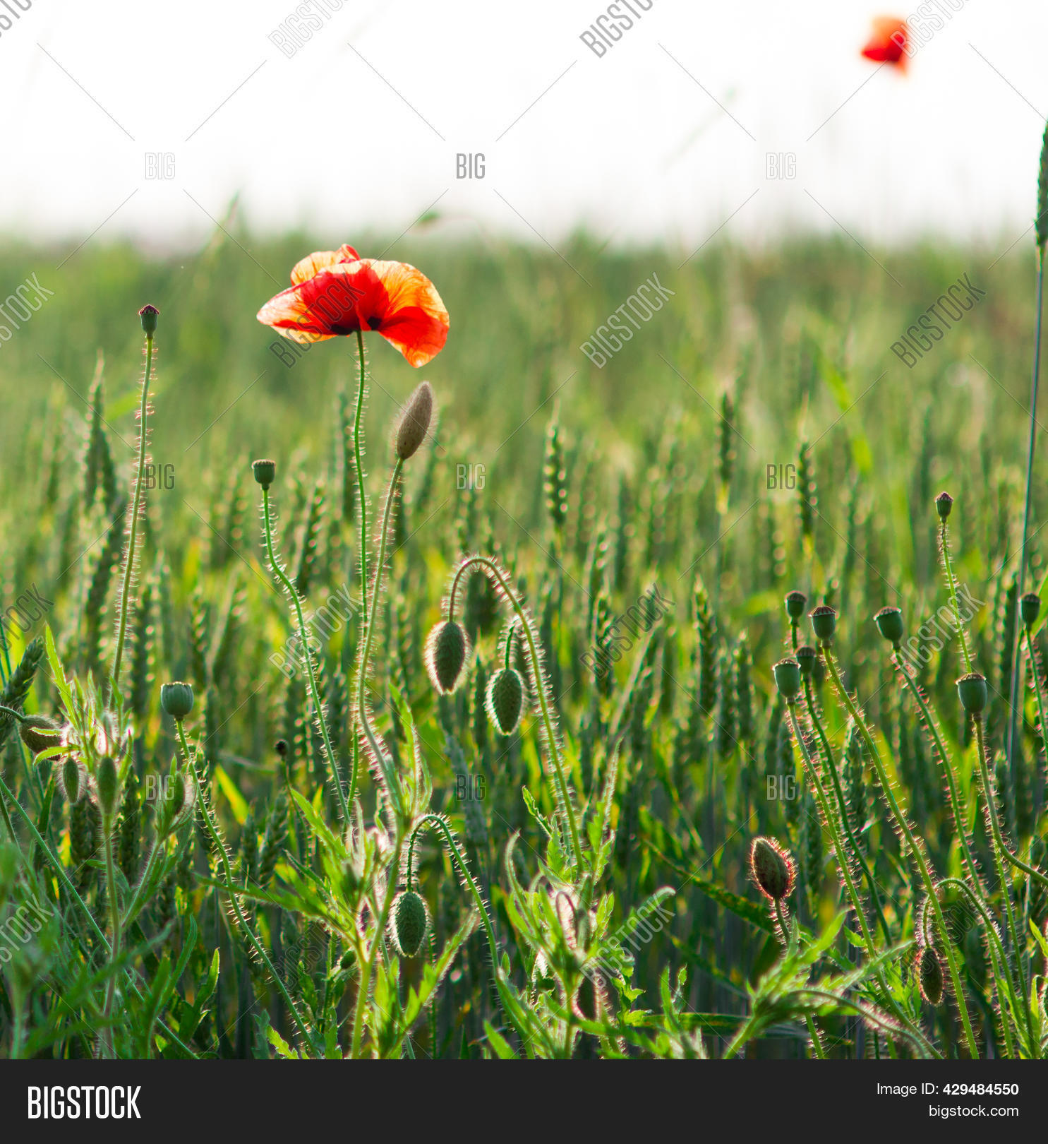 Imagen y foto Red One Poppy (prueba gratis) | Bigstock
