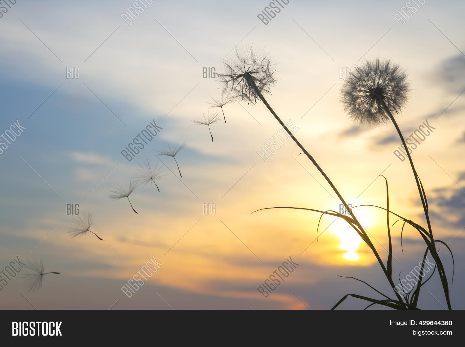 Dandelion Seeds Flying Image & Photo (Free Trial) | Bigstock