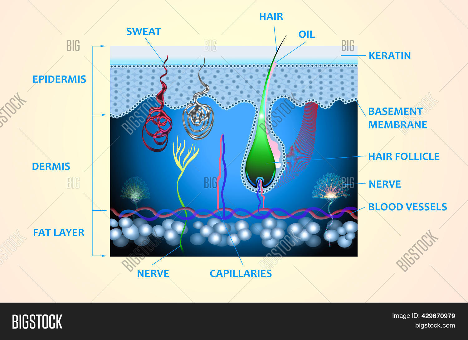 Anatomy Skin Layers Image & Photo (Free Trial) | Bigstock