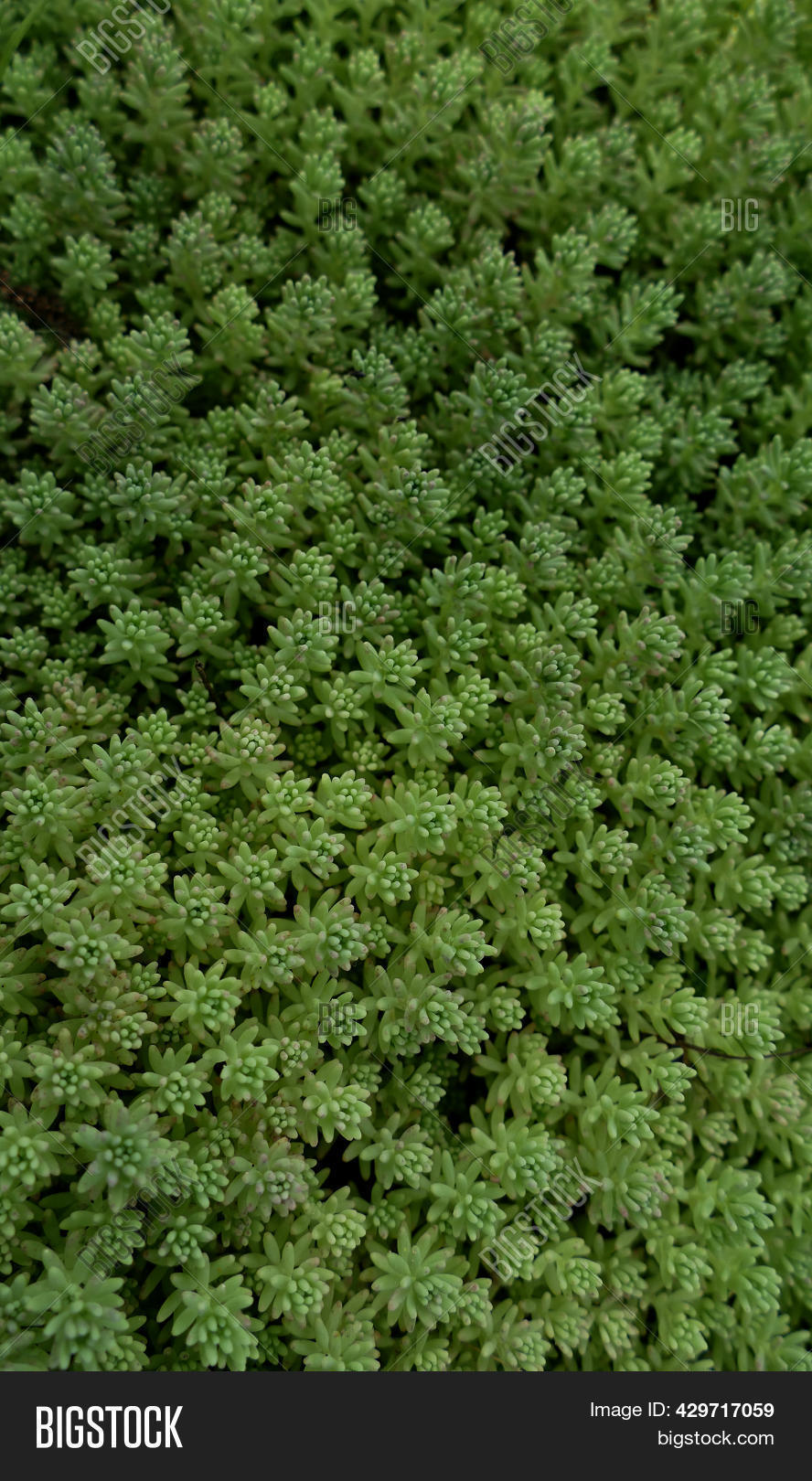 Ground Cover Moss Image & Photo (Free Trial) | Bigstock
